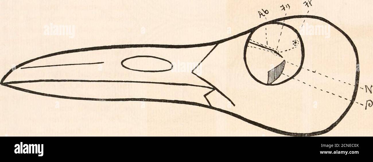 . The fundus oculi of birds, especially as viewed by the ophthalmoscope ...