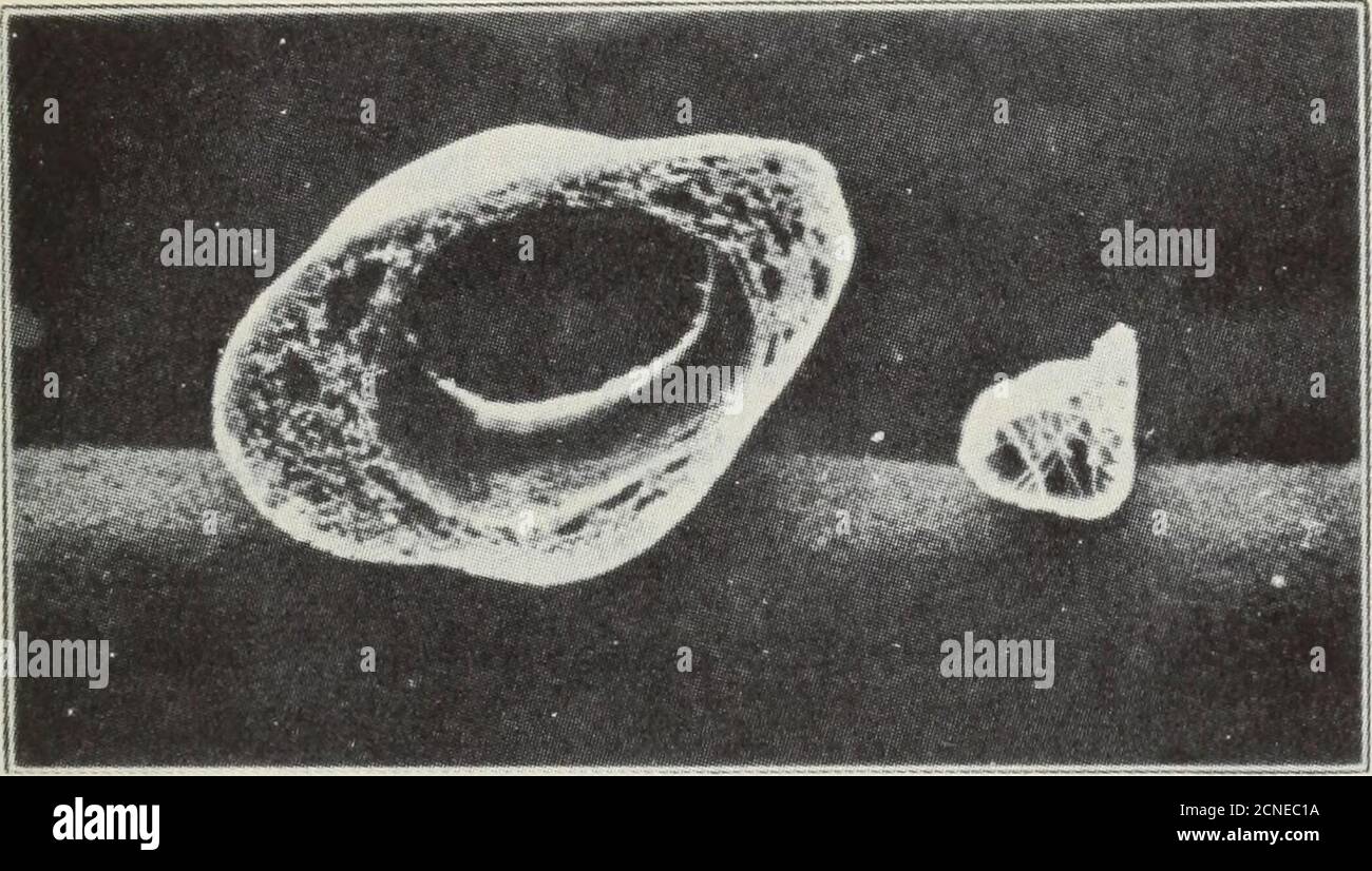 . The bird, its form and function . es. We now come to the most ...