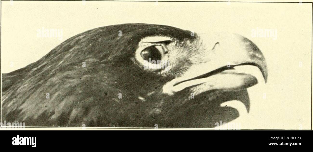 Hook beaks hi-res stock photography and images - Alamy