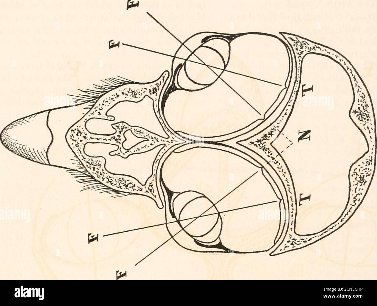 Slonaker hi-res stock photography and images - Alamy