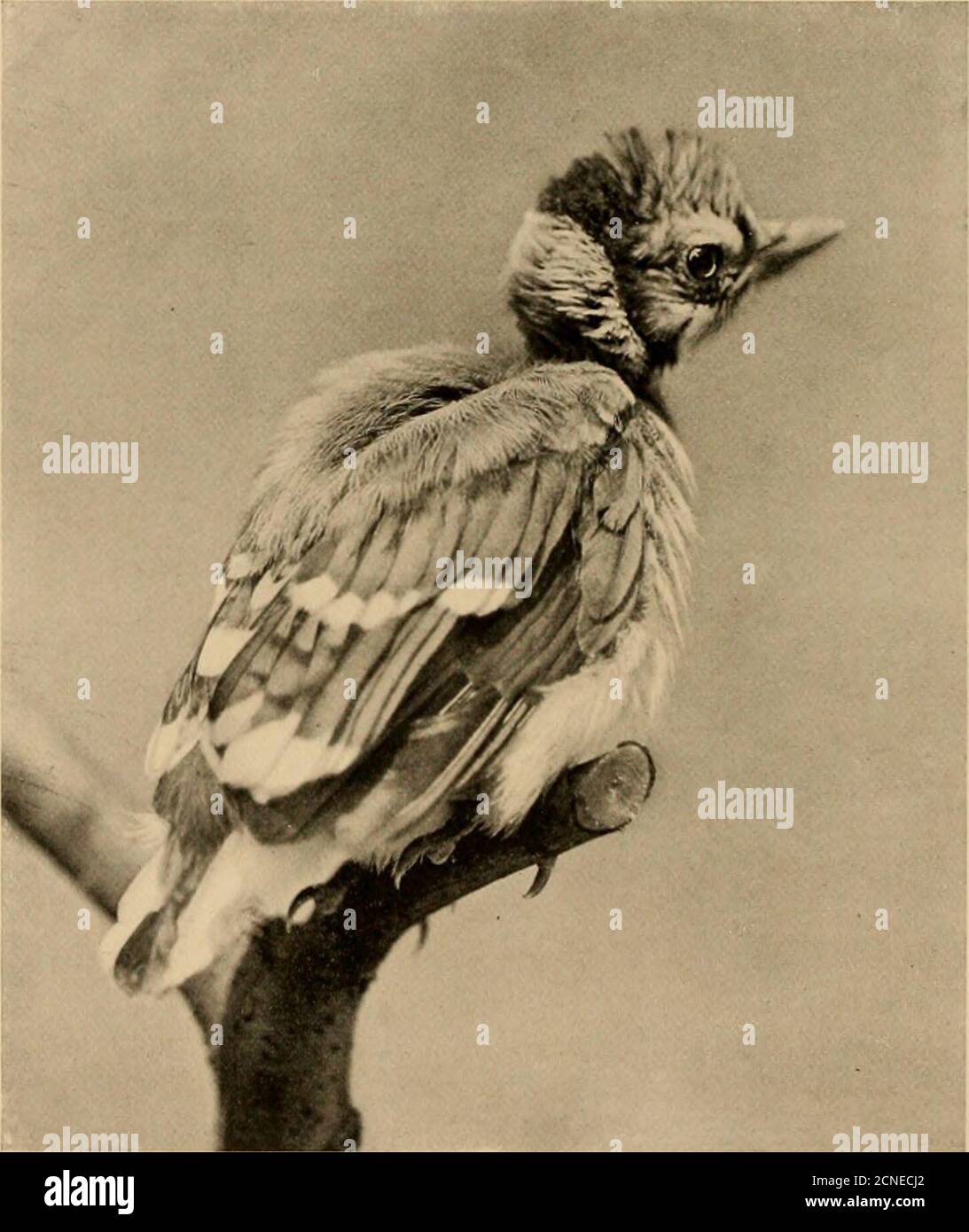 . Bird studies; an account of the land birds of eastern North America ...