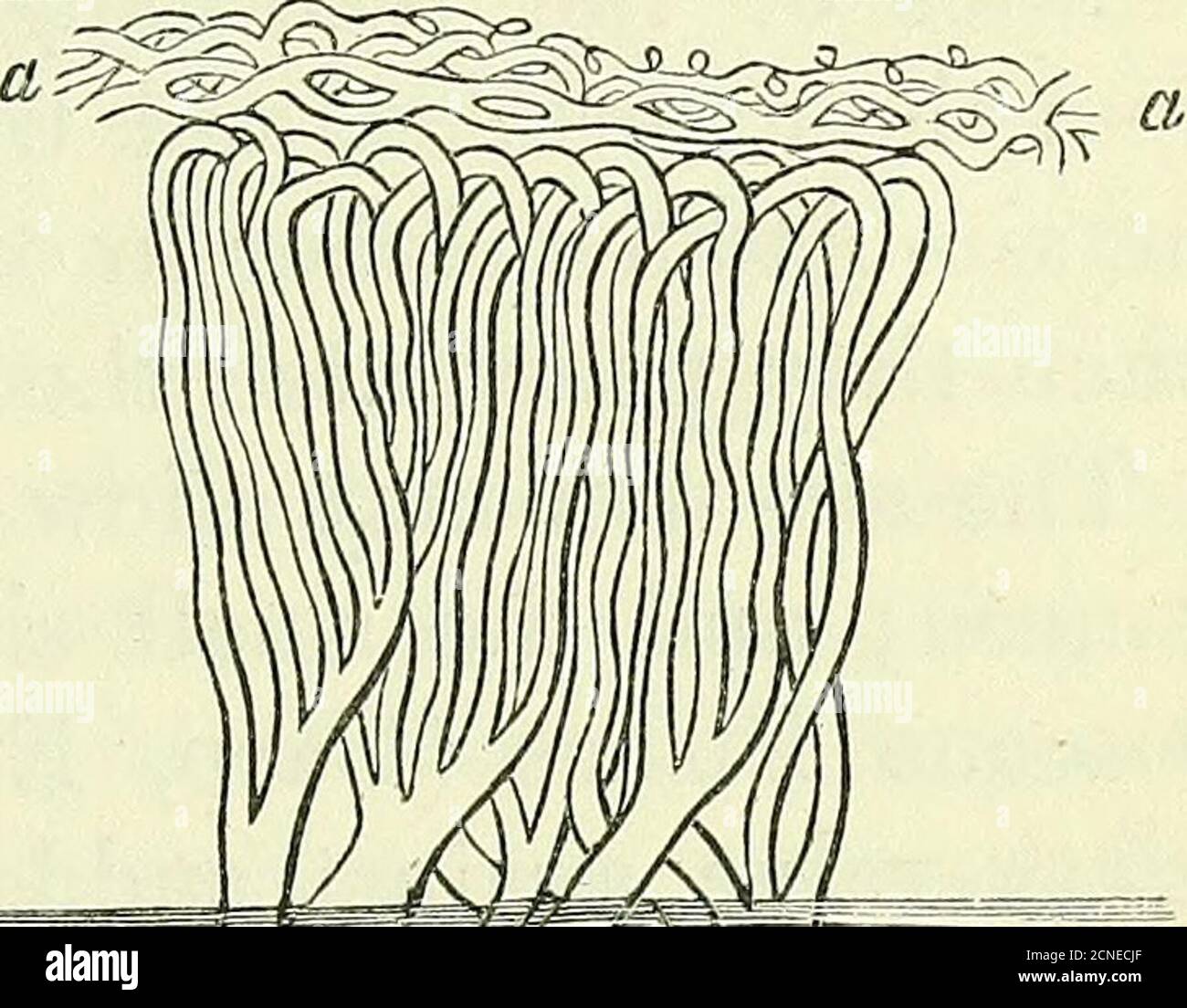 Coeliac anatomy hi-res stock photography and images - Alamy