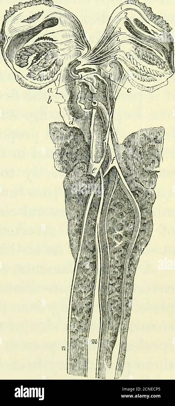 . On the anatomy of vertebrates [electronic resource] . ive of the ...