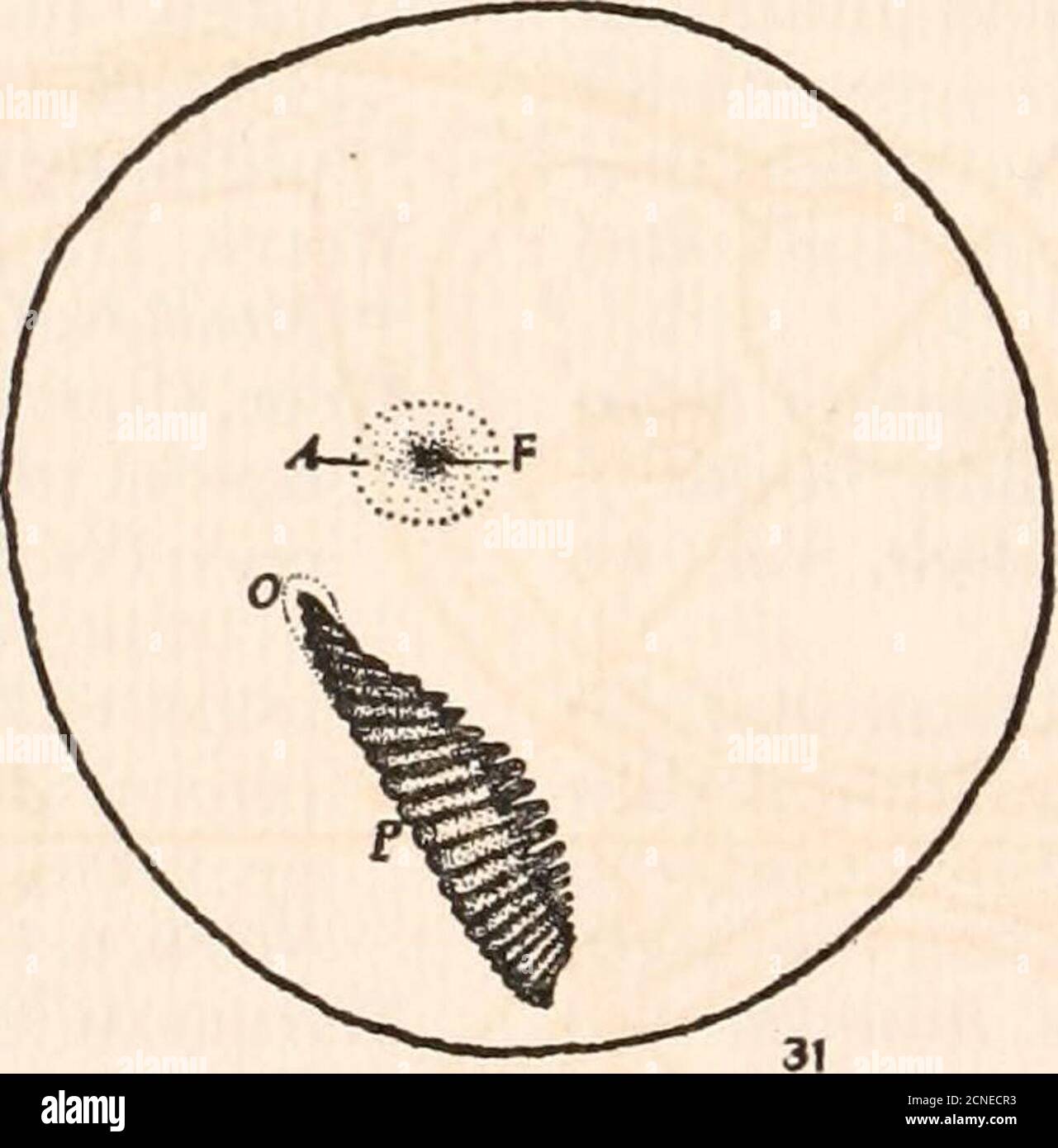 Particular birds anatomy hi-res stock photography and images - Alamy