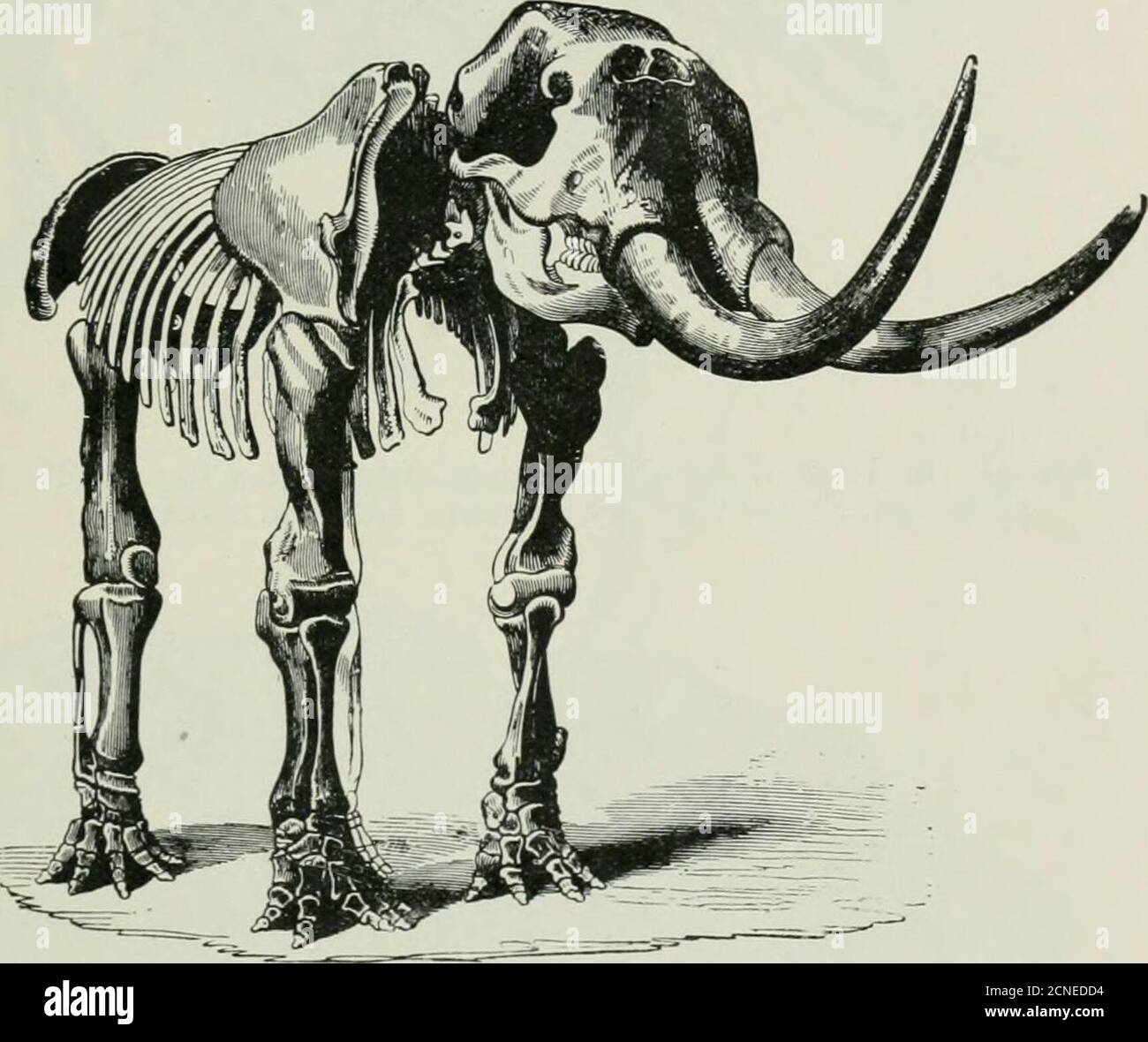 . A guide to the fossil mammals and birds in the Department of geology ...