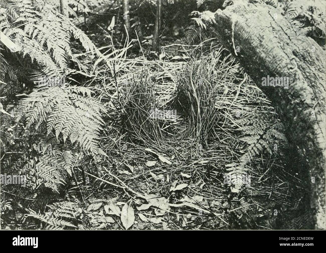 Satin bower pair hi-res stock photography and images - Alamy