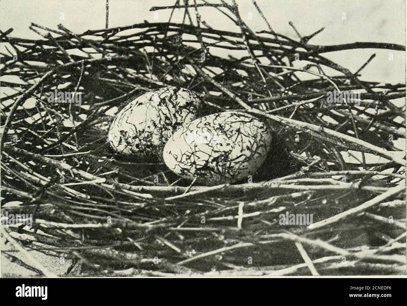 . Bird-lore . hasbeen ascertained that more than one pair of birds ...