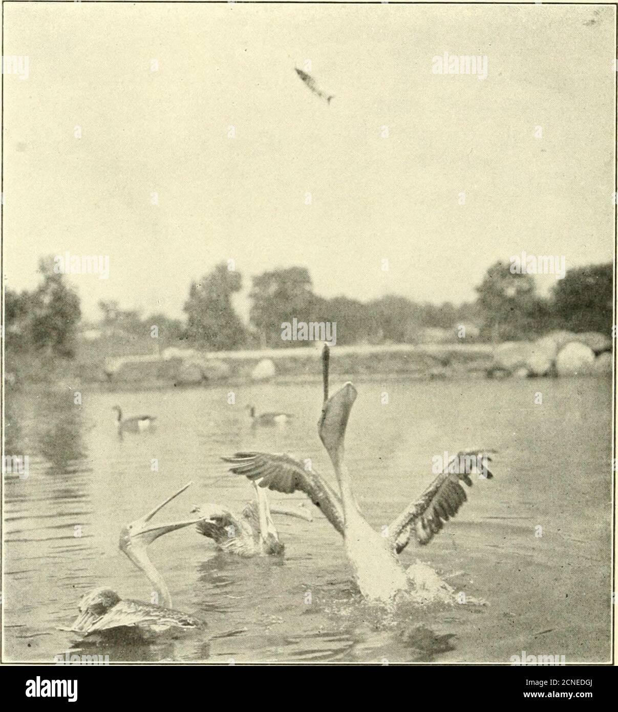 Snake catching bird hi-res stock photography and images - Alamy
