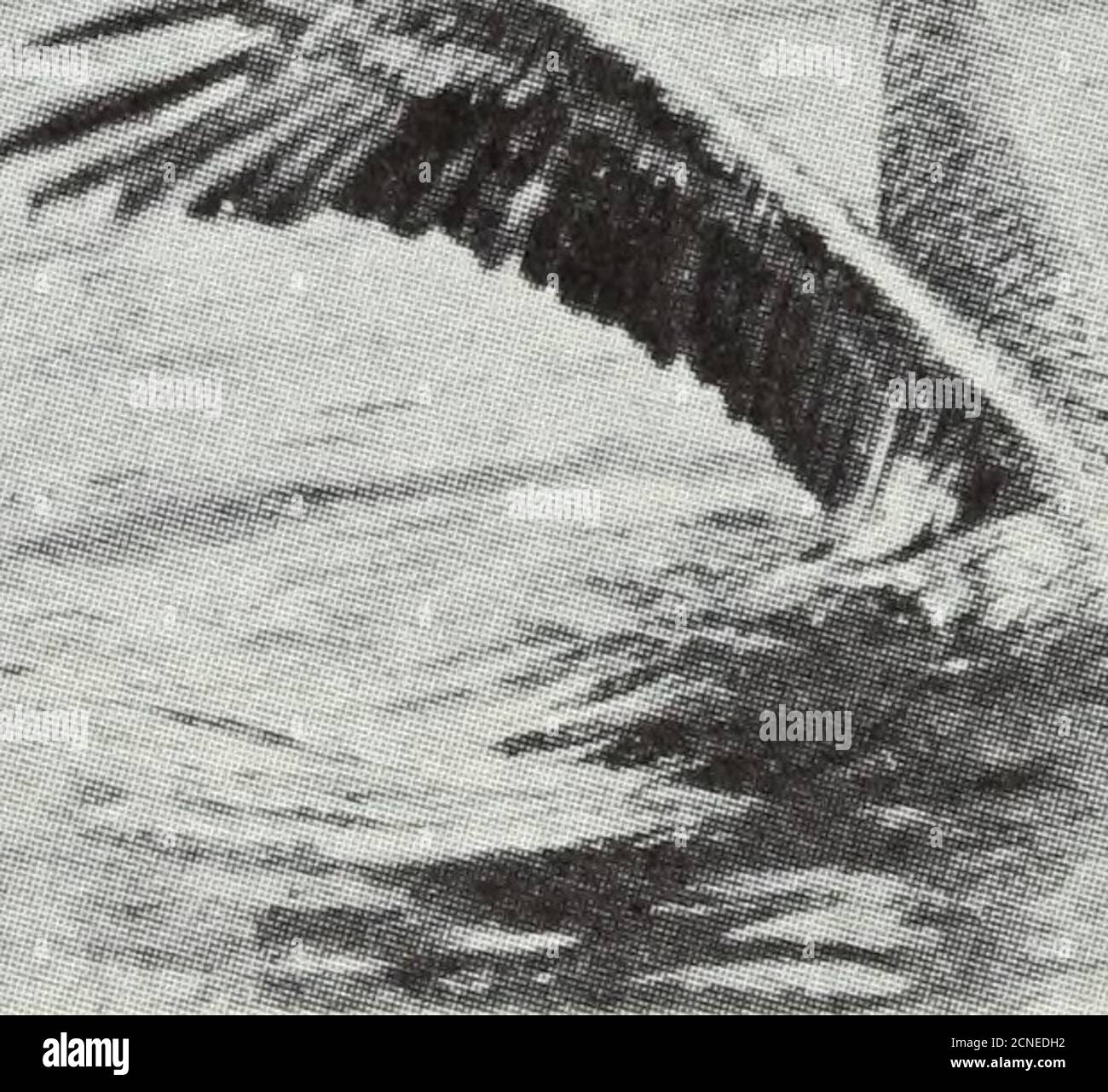 . The bird, its form and function Stock Photo - Alamy