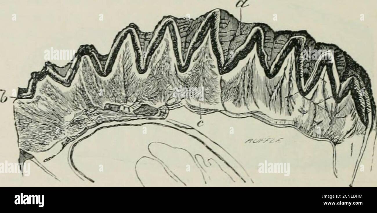 . A guide to the fossil mammals and birds in the Department of geology ...