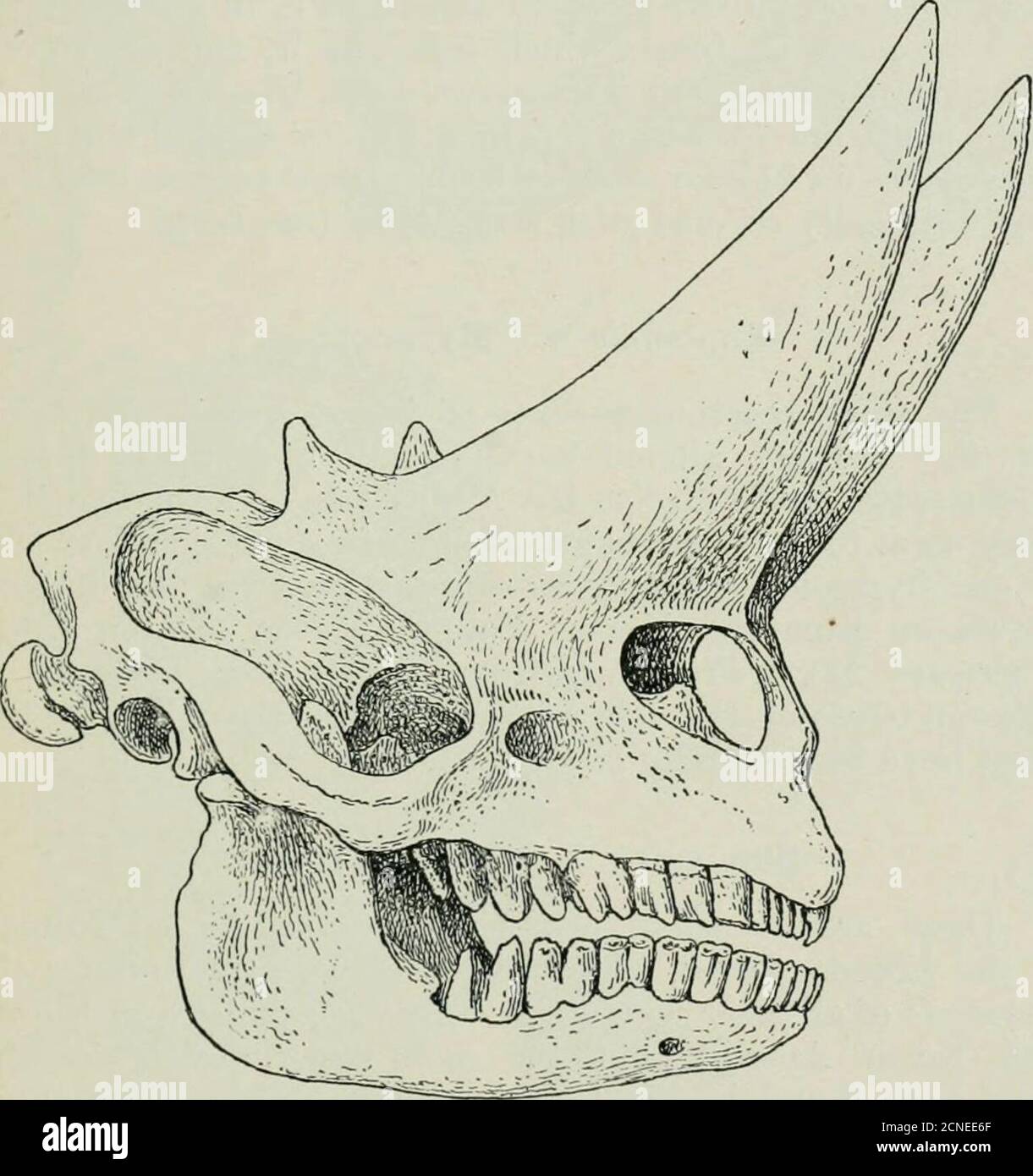 . A guide to the fossil mammals and birds in the Department of geology ...