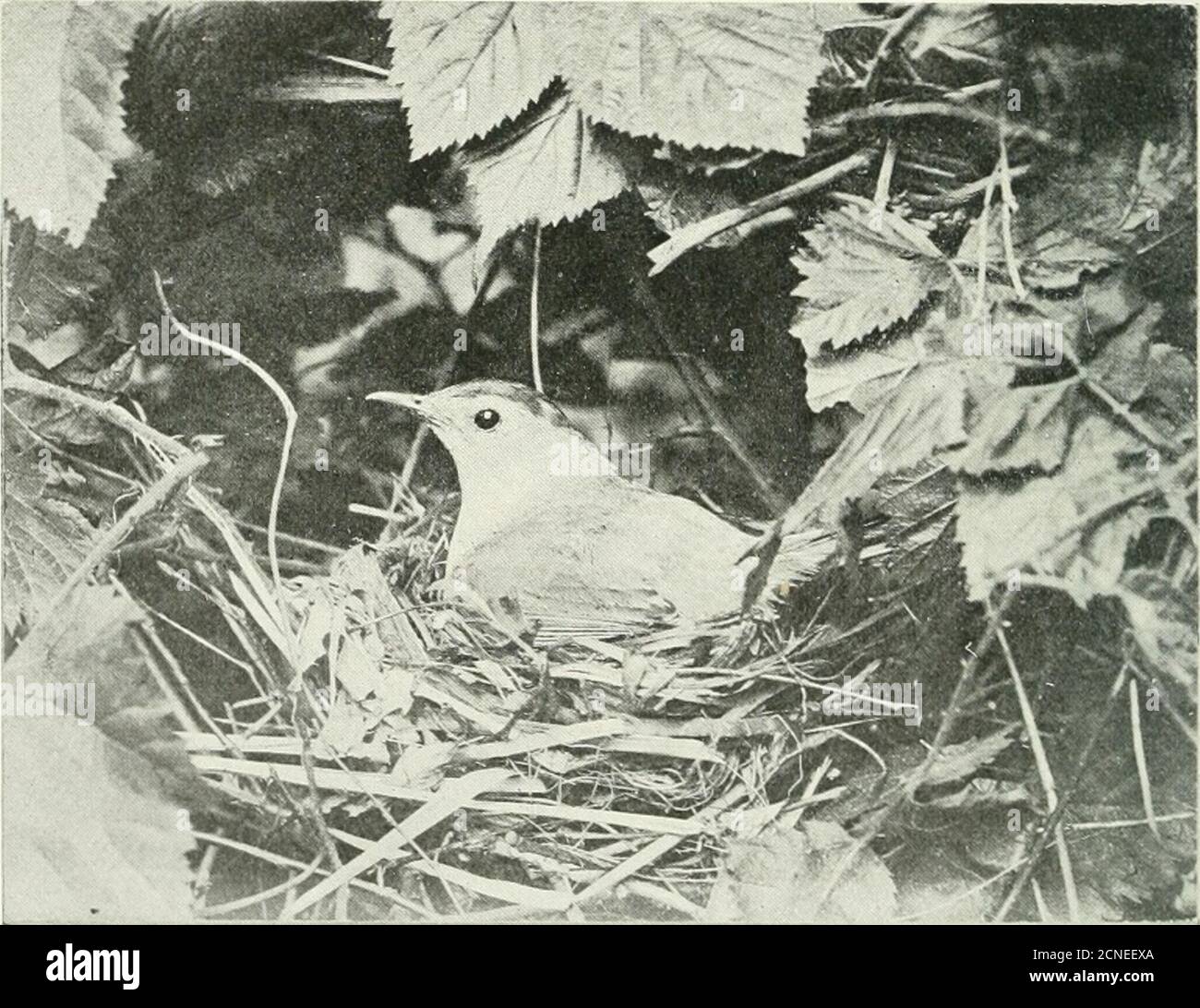 Cantoned hi-res stock photography and images - Alamy