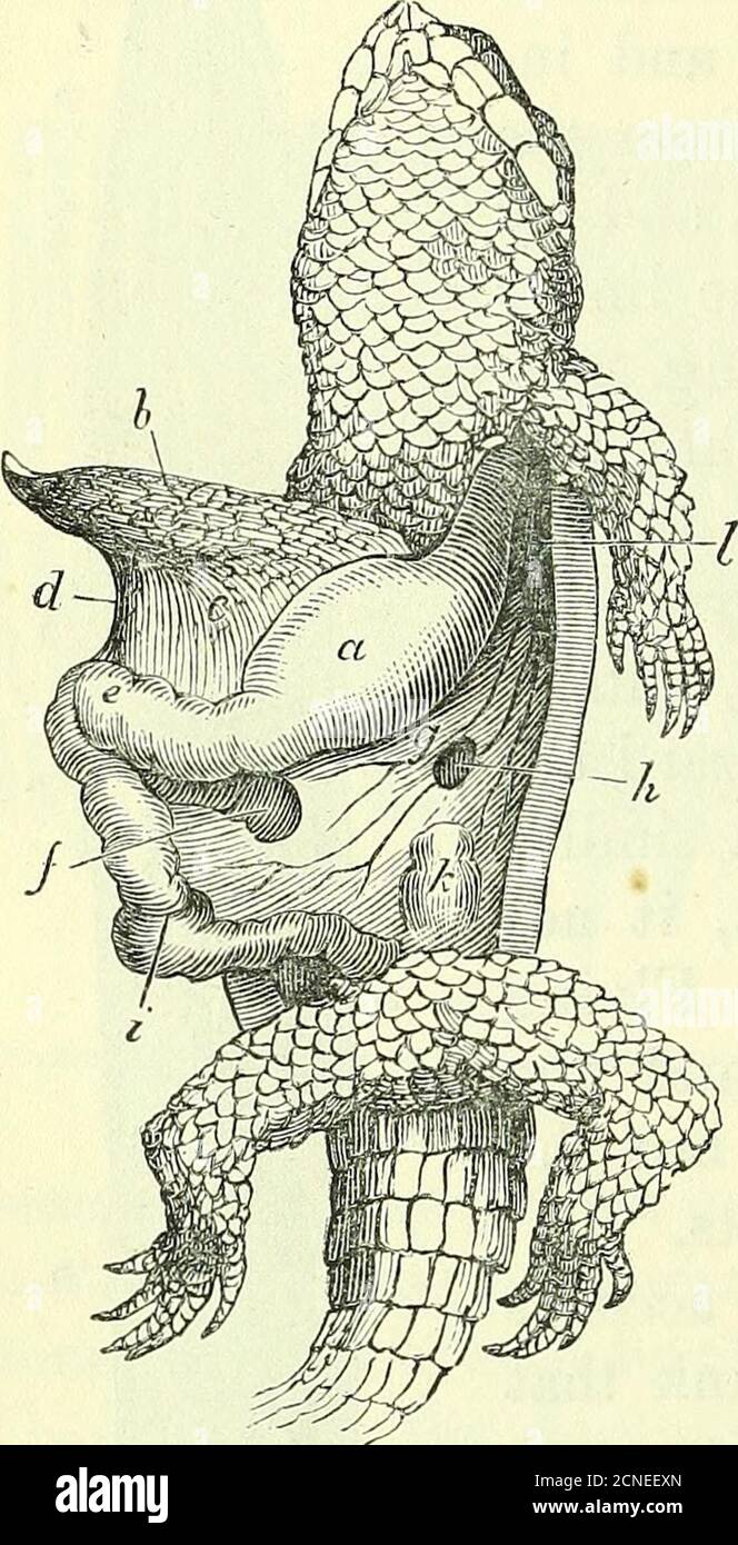 . On the anatomy of vertebrates [electronic resource] . present the ...