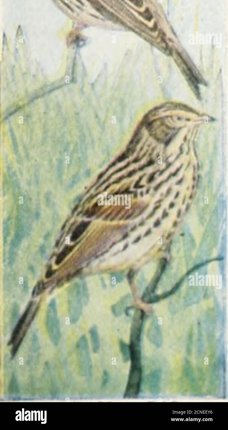 . The bird book : illustrating in natural colors more than seven ...