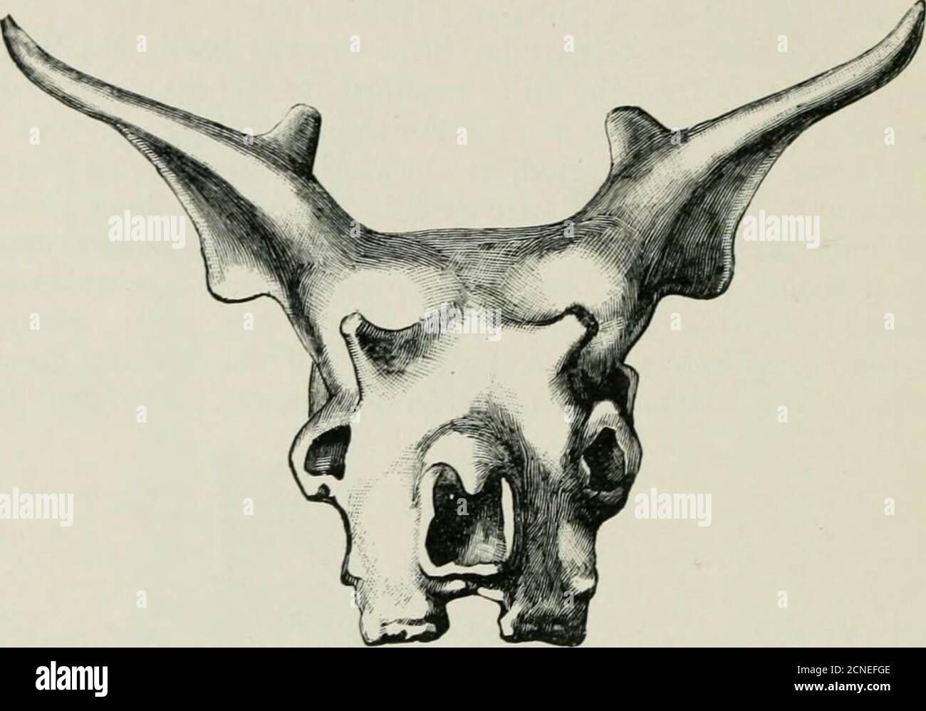 . A guide to the fossil mammals and birds in the Department of geology ...
