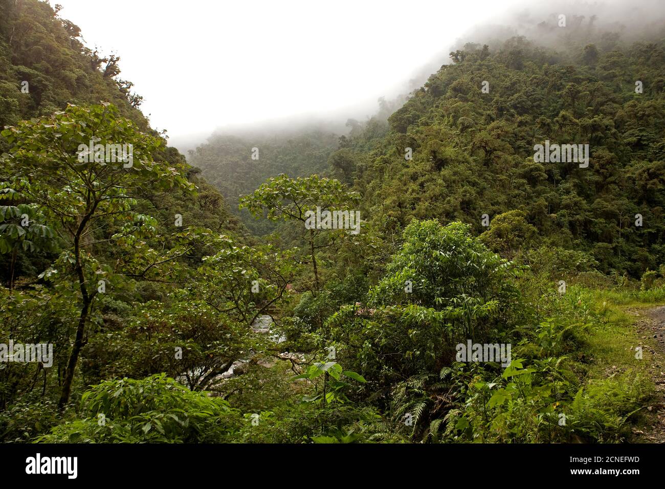 Cloud forest rainforest manu hi-res stock photography and images - Alamy