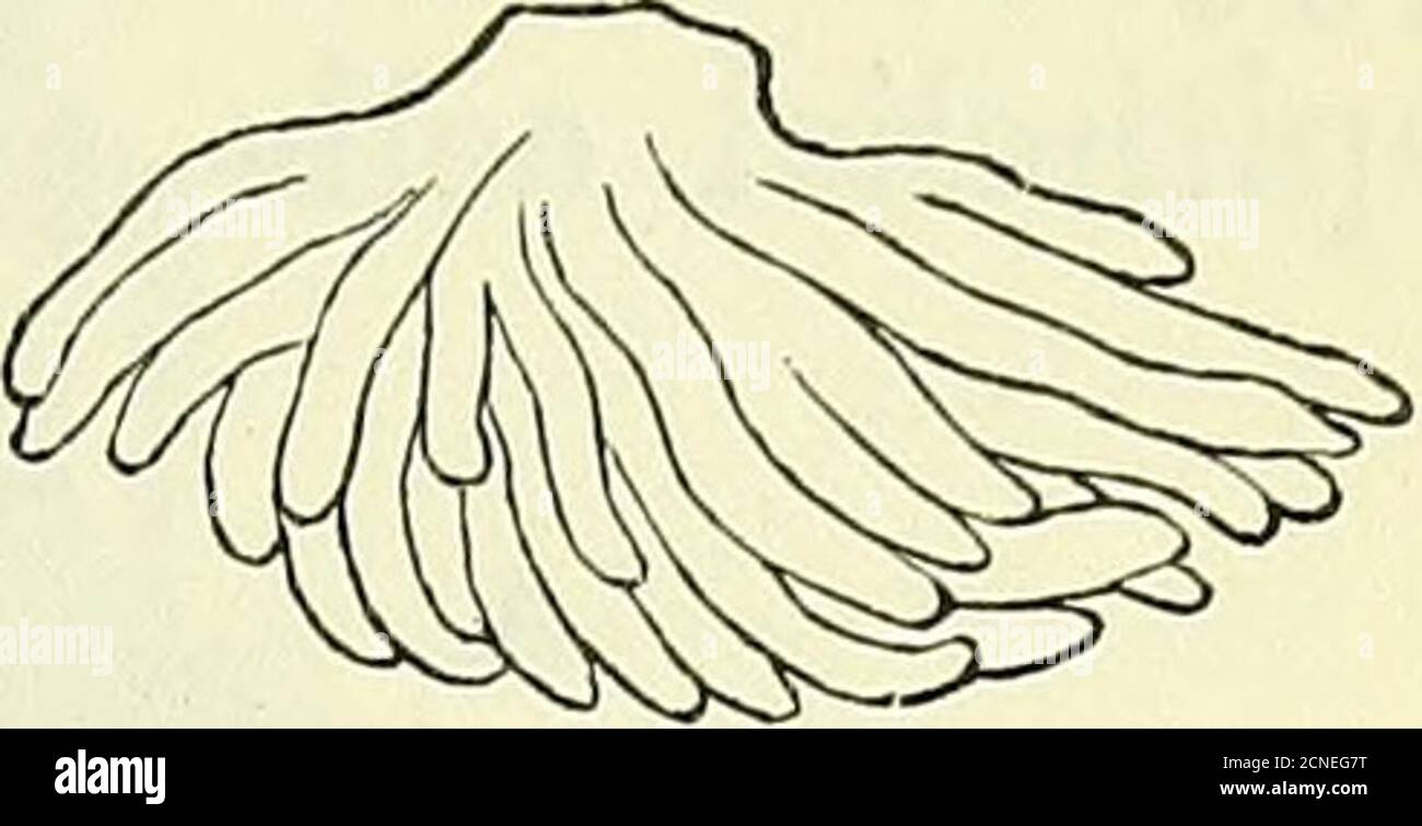 Attenuated fish hi-res stock photography and images - Alamy