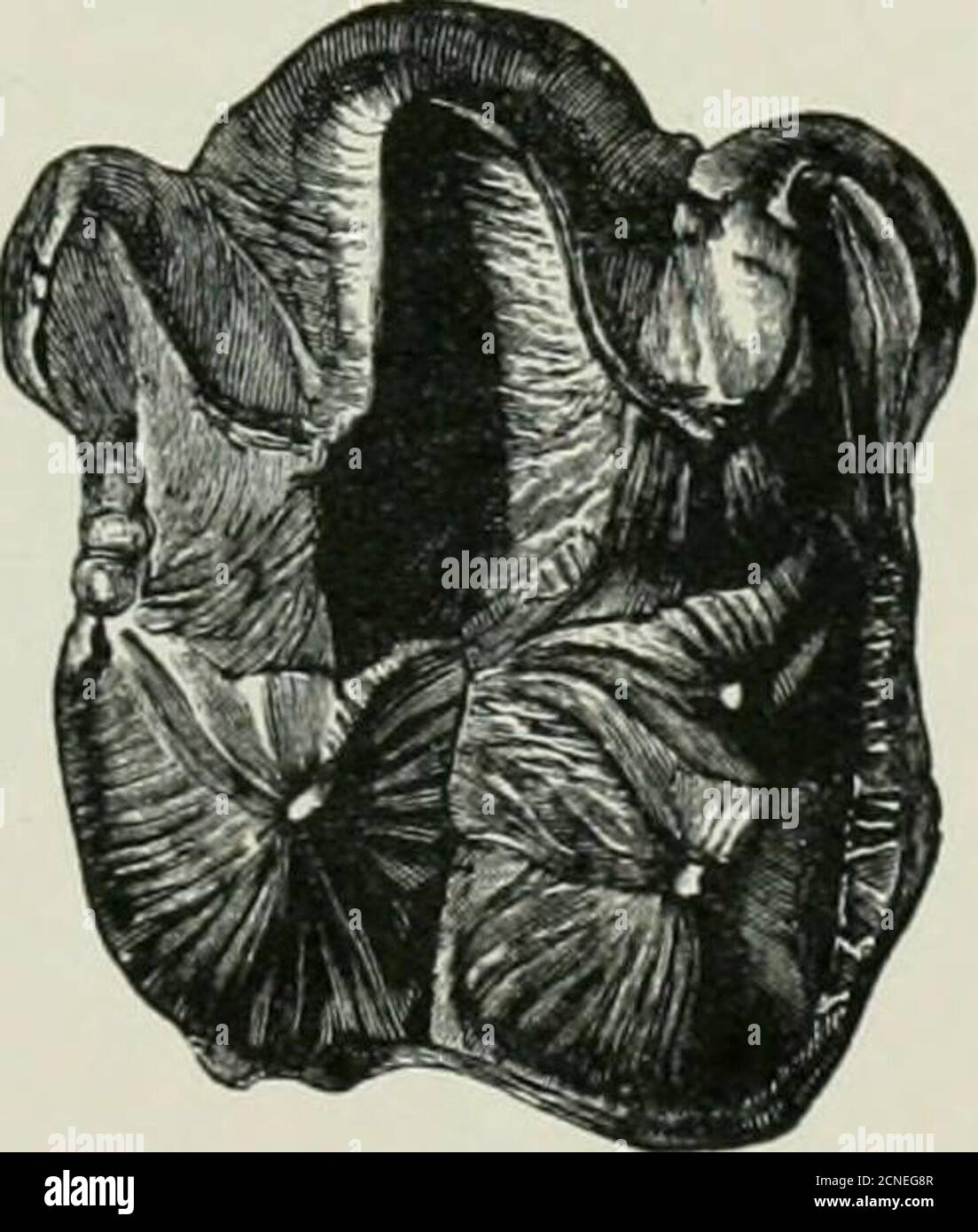 . A guide to the fossil mammals and birds in the Department of geology ...