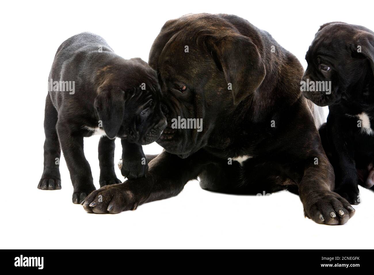 Cane Corso, a Dog Breed from Italy, Female with Pup laying against ...