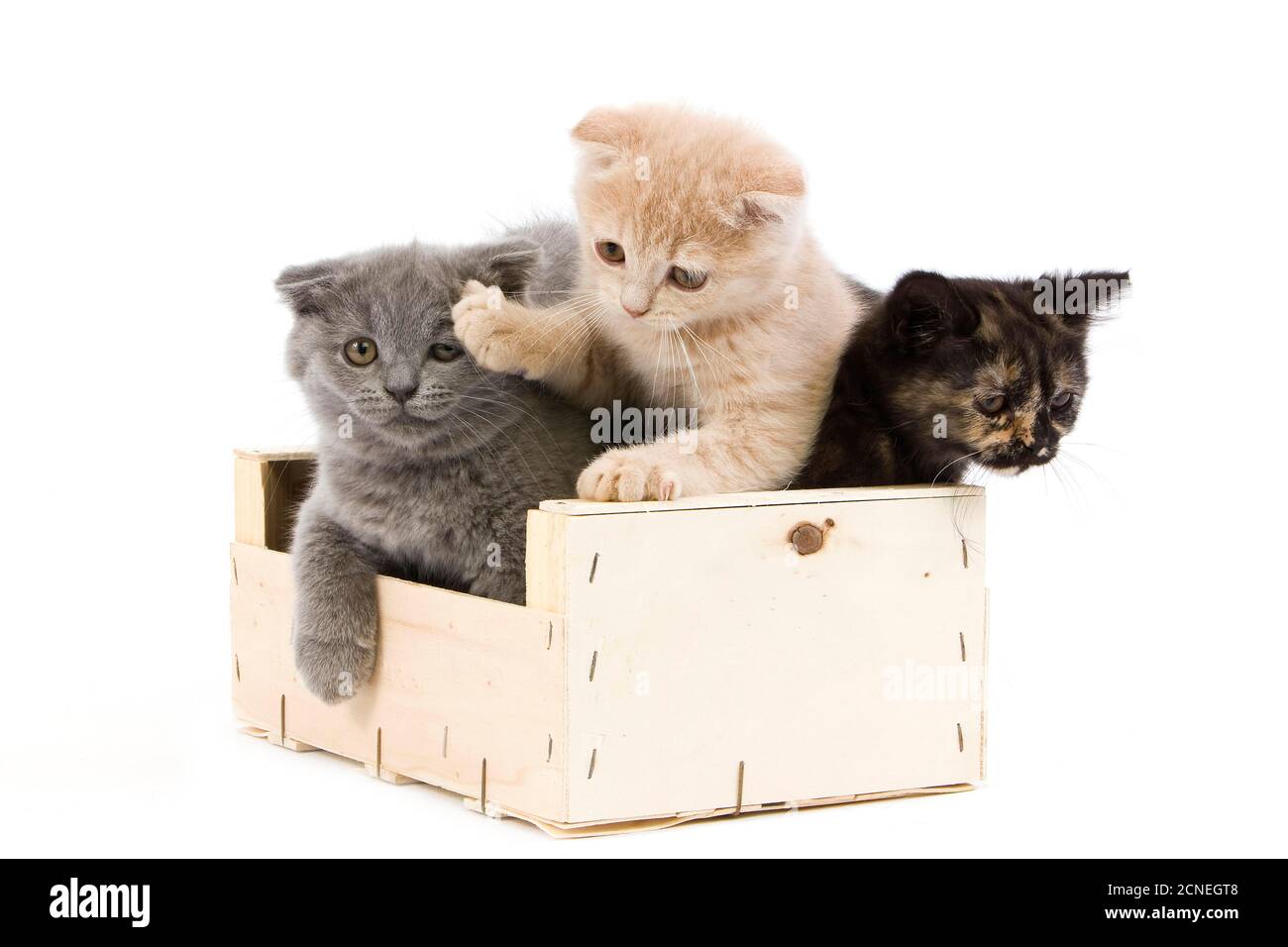 Cream Scottish Fold, Blue Scottish Fold and Black Tortoise-shell ...