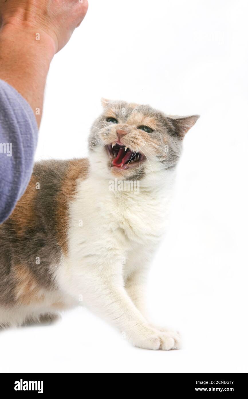 Woman snarling hi-res stock photography and images - Alamy