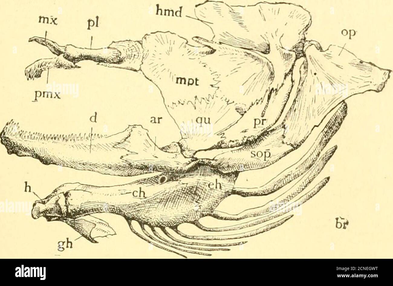 . Commissioners' report . hyomandibular on sphen> andpterotics ; b ...