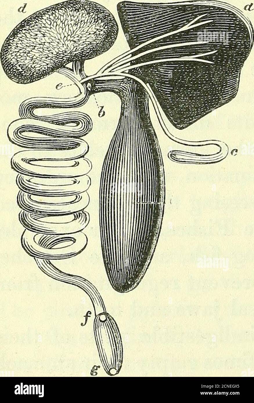 . On the anatomy of vertebrates [electronic resource] . inal ones : the ...