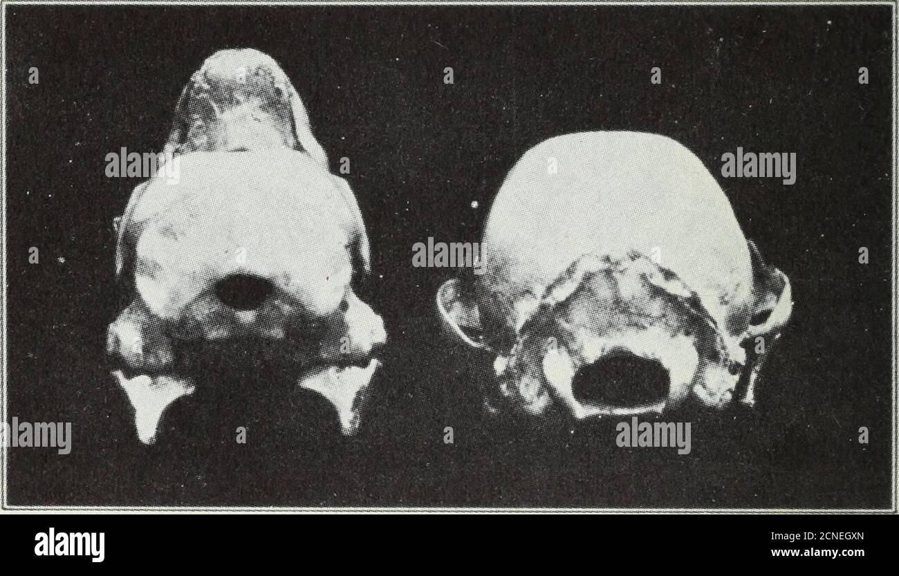 . The bird, its form and function . pterygoid (.Ptg), quadrate (Qd ...
