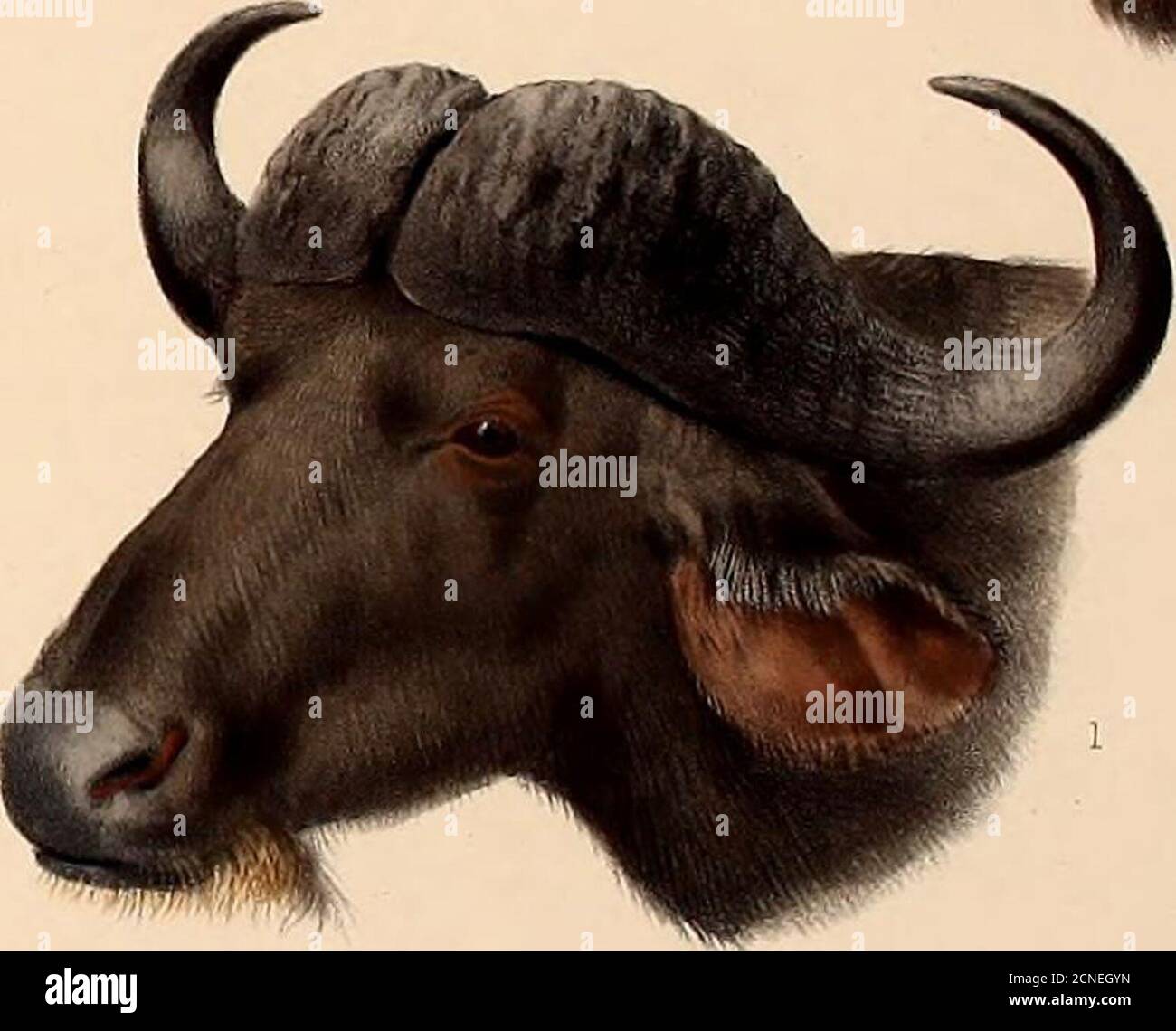 Two hollow horned ruminants hi-res stock photography and images - Alamy