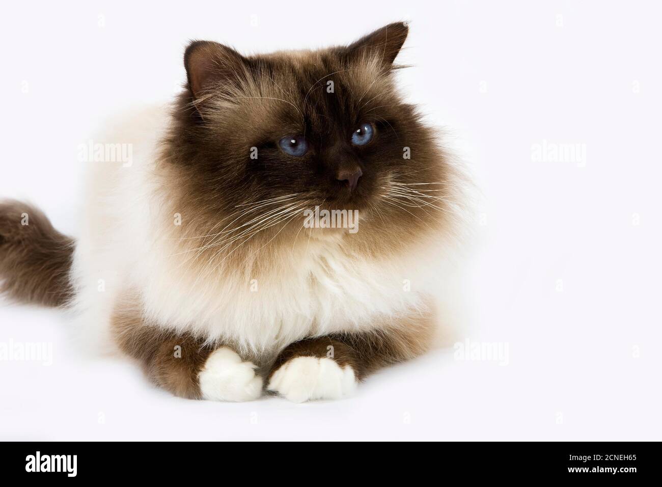 Chocolate Birmanese Domestic Cat, Adult laying against White Background ...