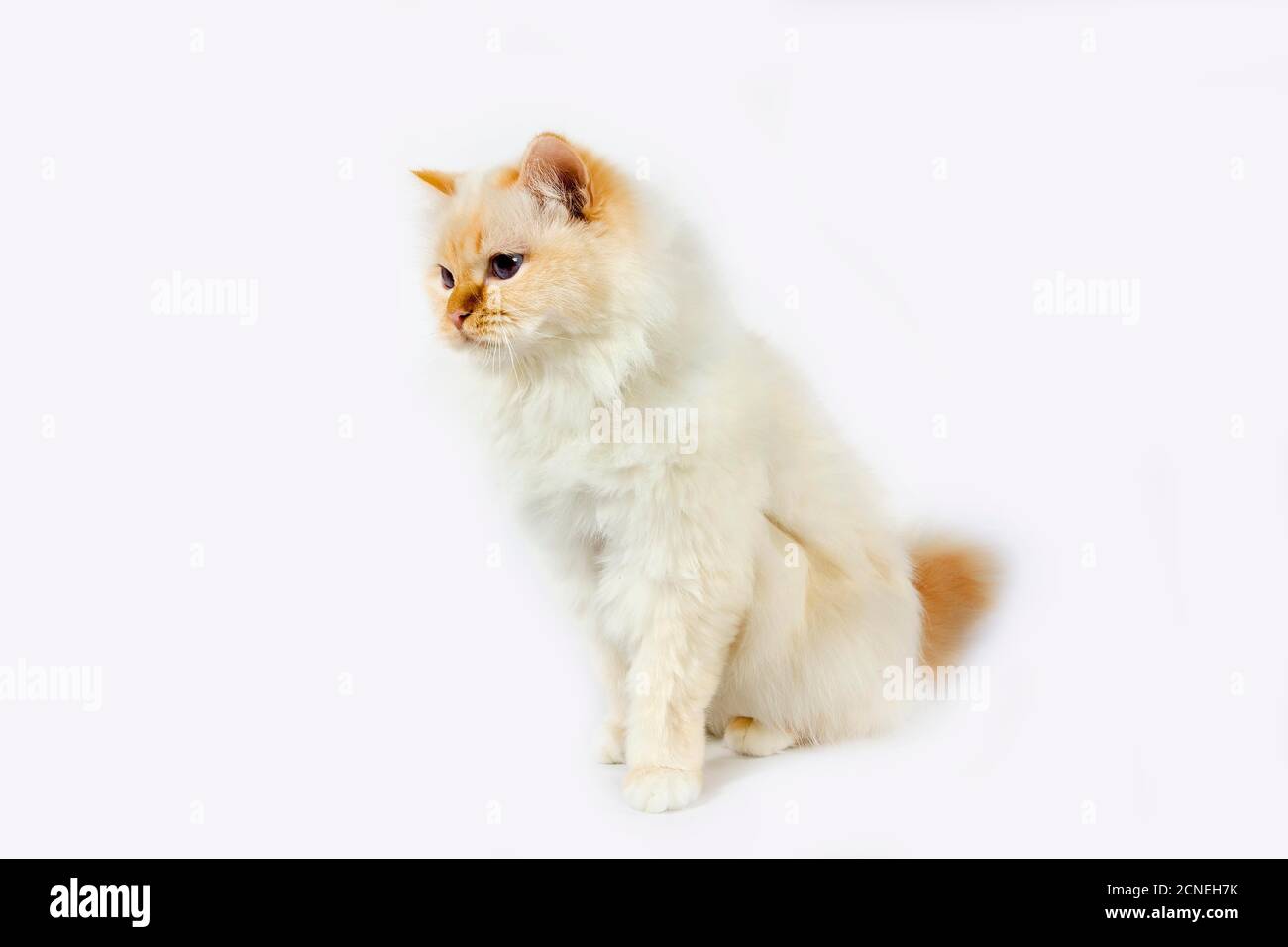 Red Birmanese Domestic Cat, Adult sitting against White Background ...