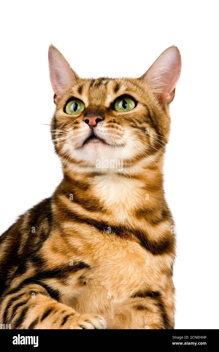 Brown marbled tabby bengal hi-res stock photography and images - Alamy