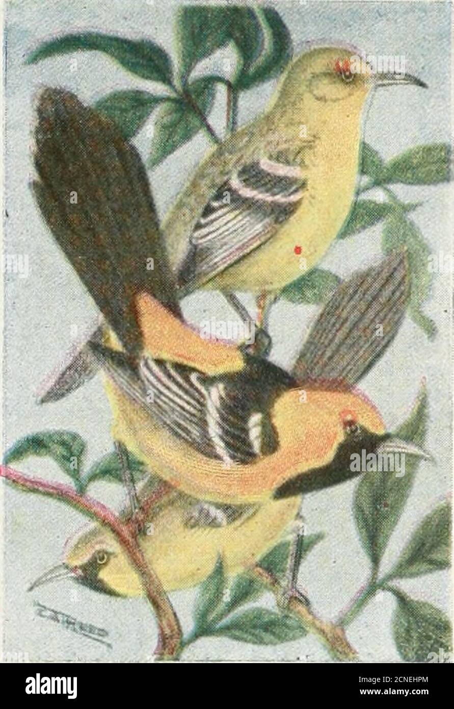 . The bird book : illustrating in natural colors more than seven ...