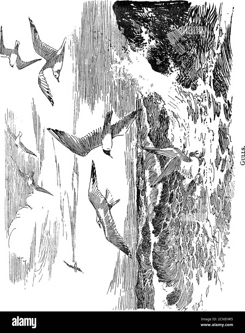 Trembling wing Black and White Stock Photos & Images - Alamy