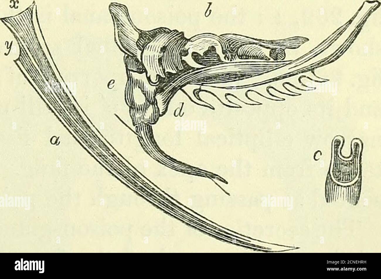. On the anatomy of vertebrates [electronic resource] . the genera ...