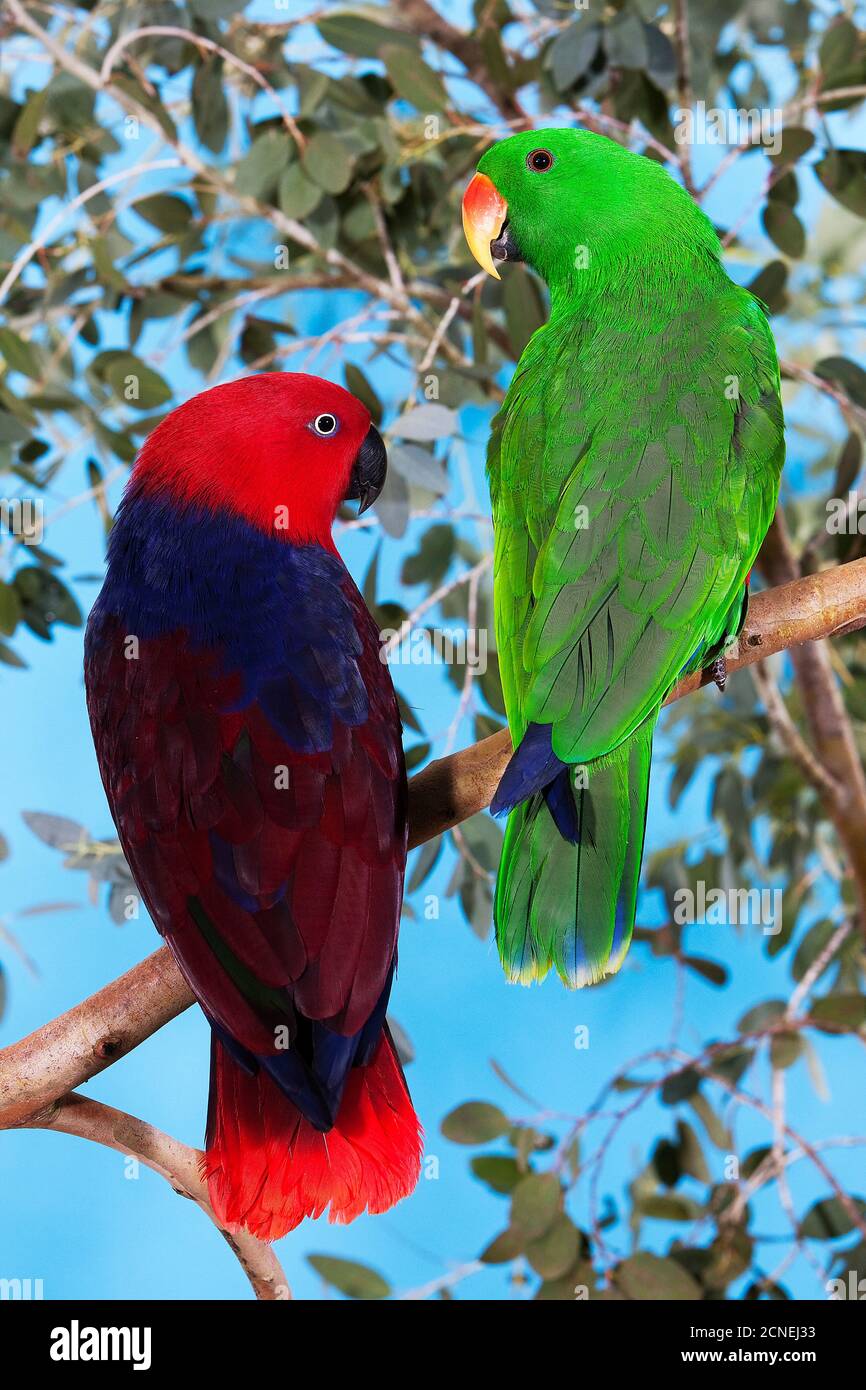 Eclectus Parrot, eclectus roratus, Male with Female standing on Branch ...