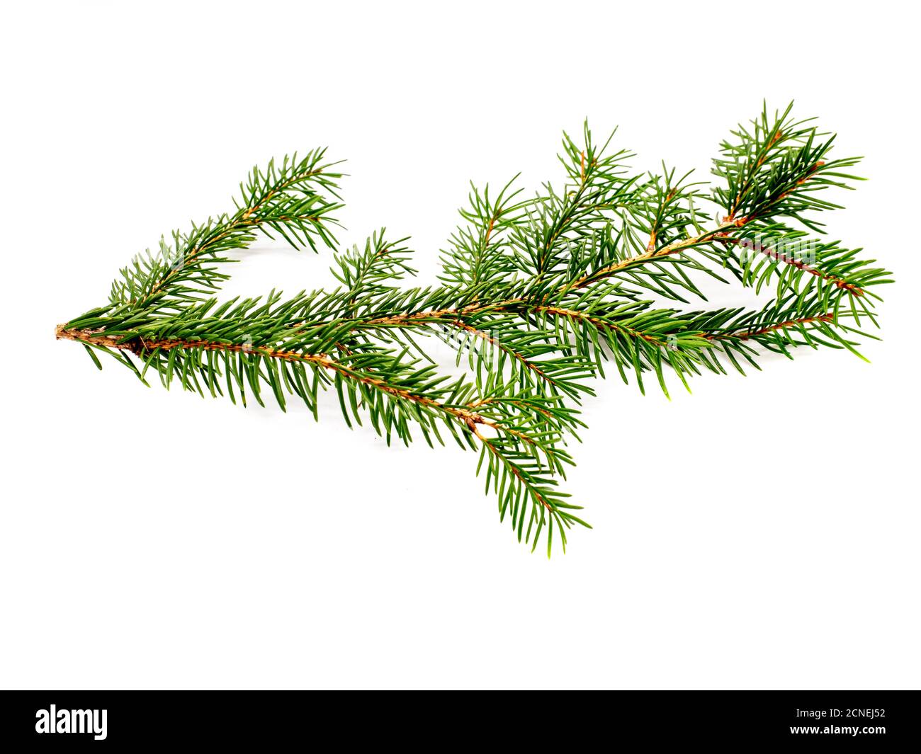 Fir branch isolated on white background Stock Photo - Alamy