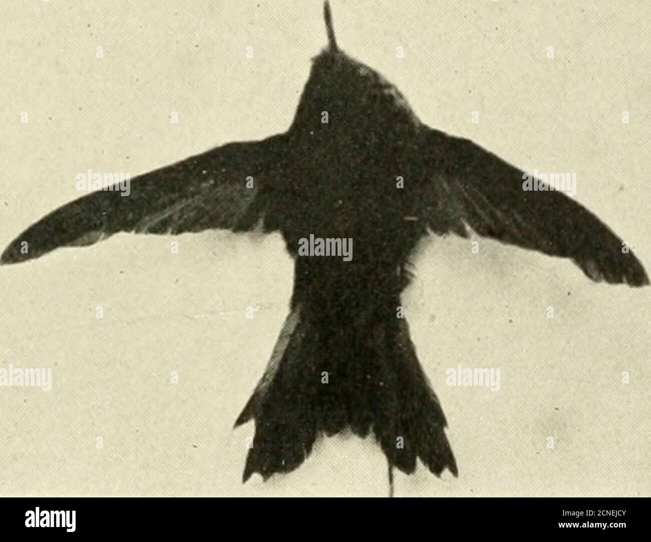 Syringa berry tree hi-res stock photography and images - Alamy