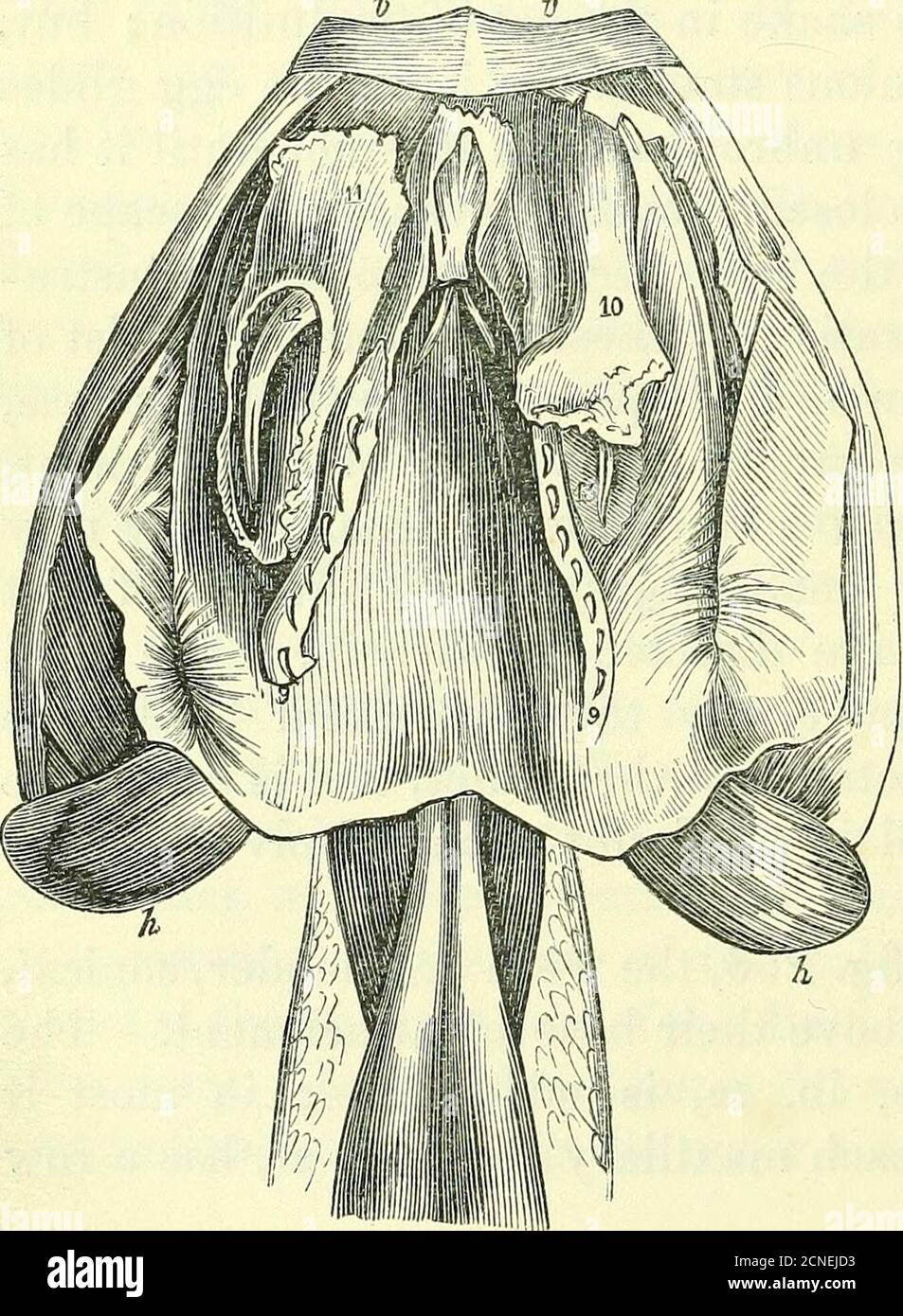 . On the anatomy of vertebrates [electronic resource] . , Python, ccl ...