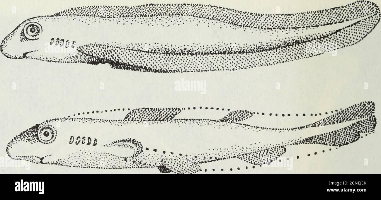 Albatross bones hi-res stock photography and images - Alamy
