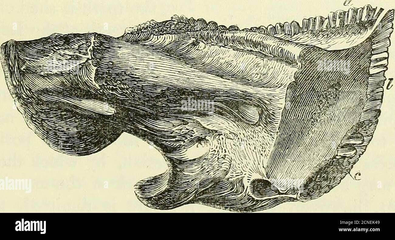 . On the anatomy of vertebrates [electronic resource] . -thethe ie jaw ...