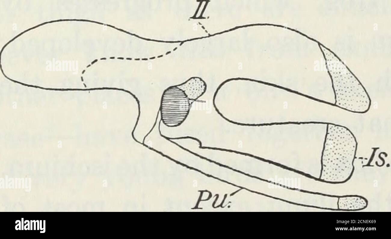 . The bird, its form and function . Fig. 64.—Pelvic arch of an embryo ...