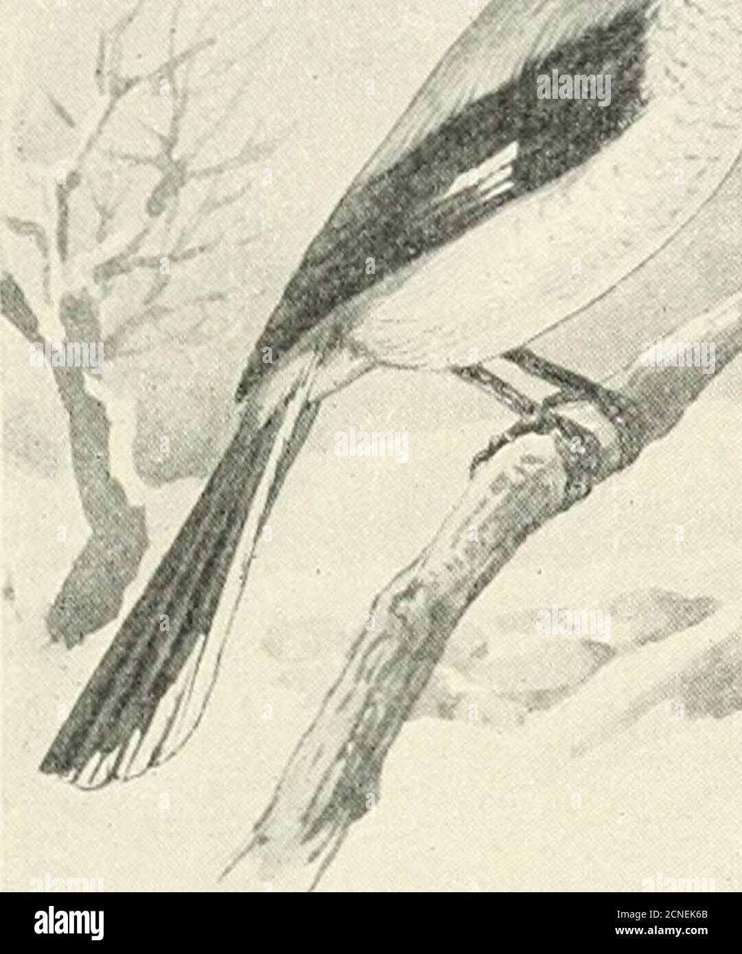 Faint wing bars hi-res stock photography and images - Alamy