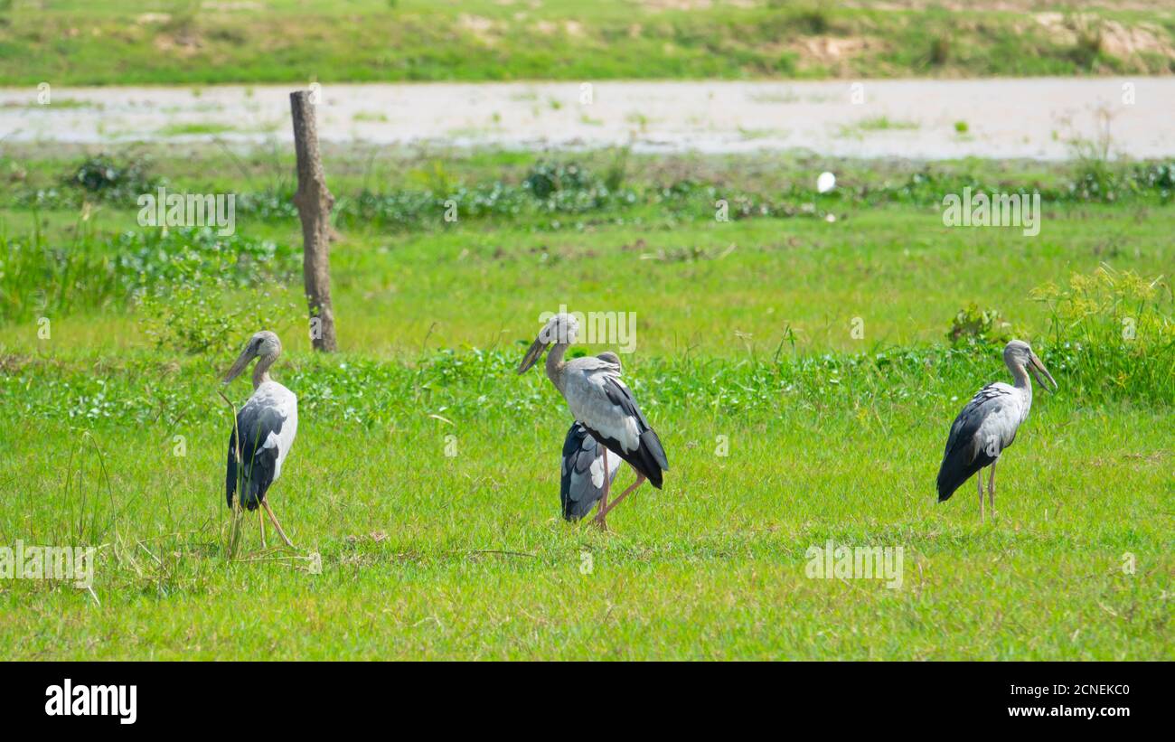 White Egret wading in the dry river and hunting.Great Egret looking for ...
