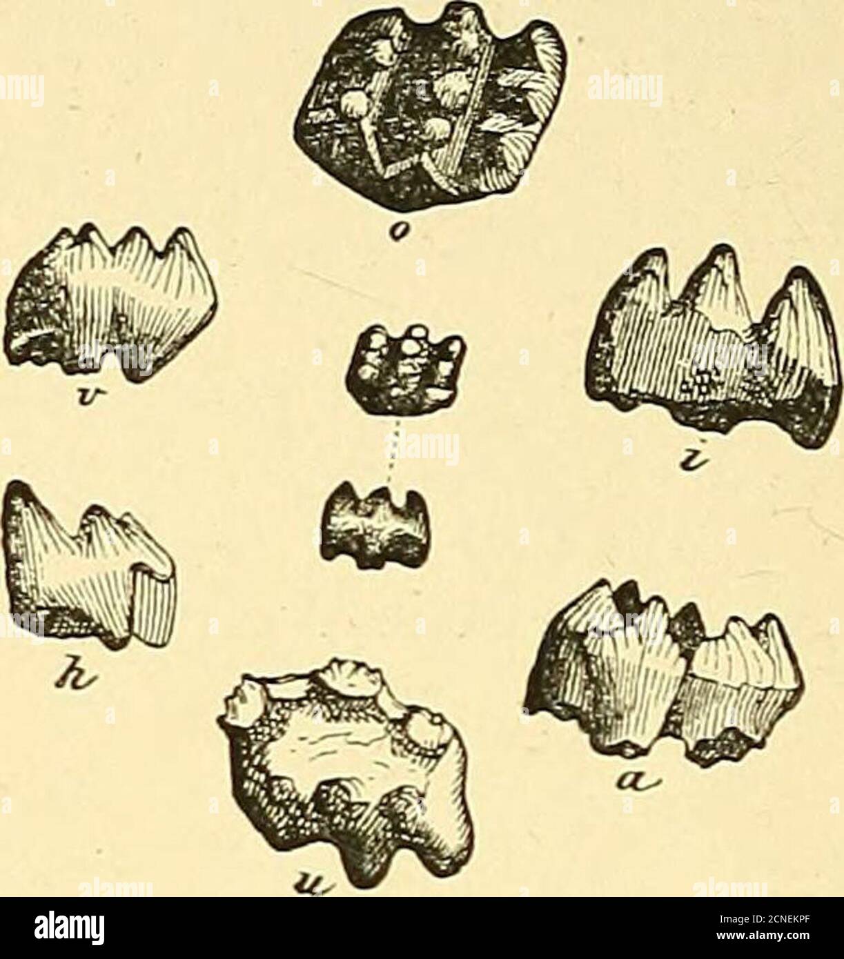 Mouse fossil hi-res stock photography and images - Alamy