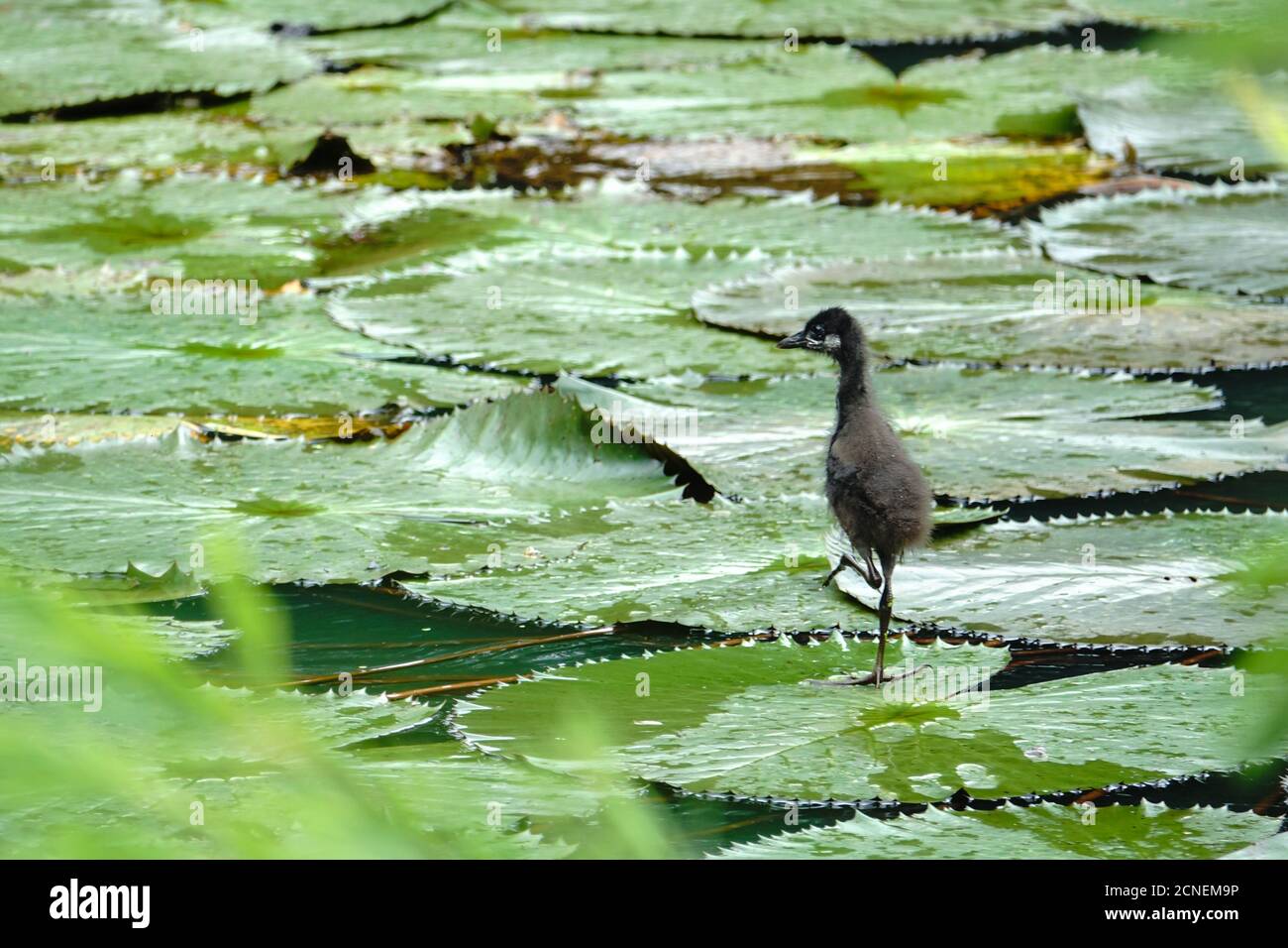 bird walk in nature river.beautiful bird in forest Stock Photo - Alamy