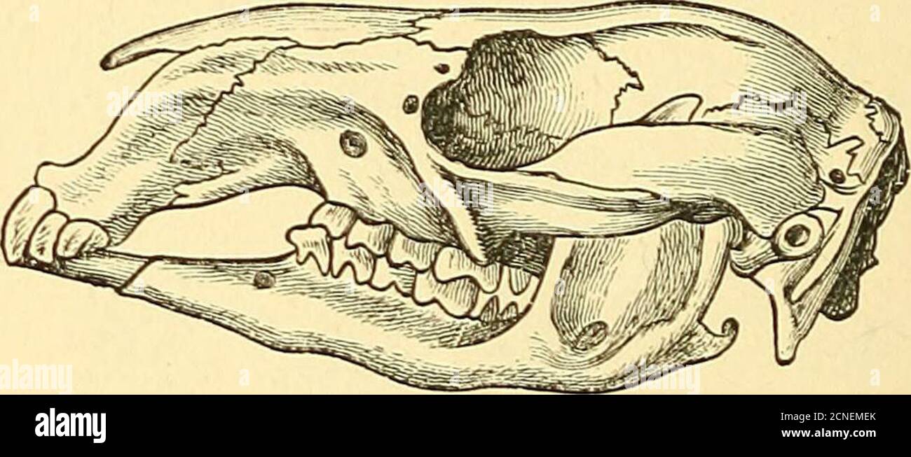 Kangaroo Canine Teeth