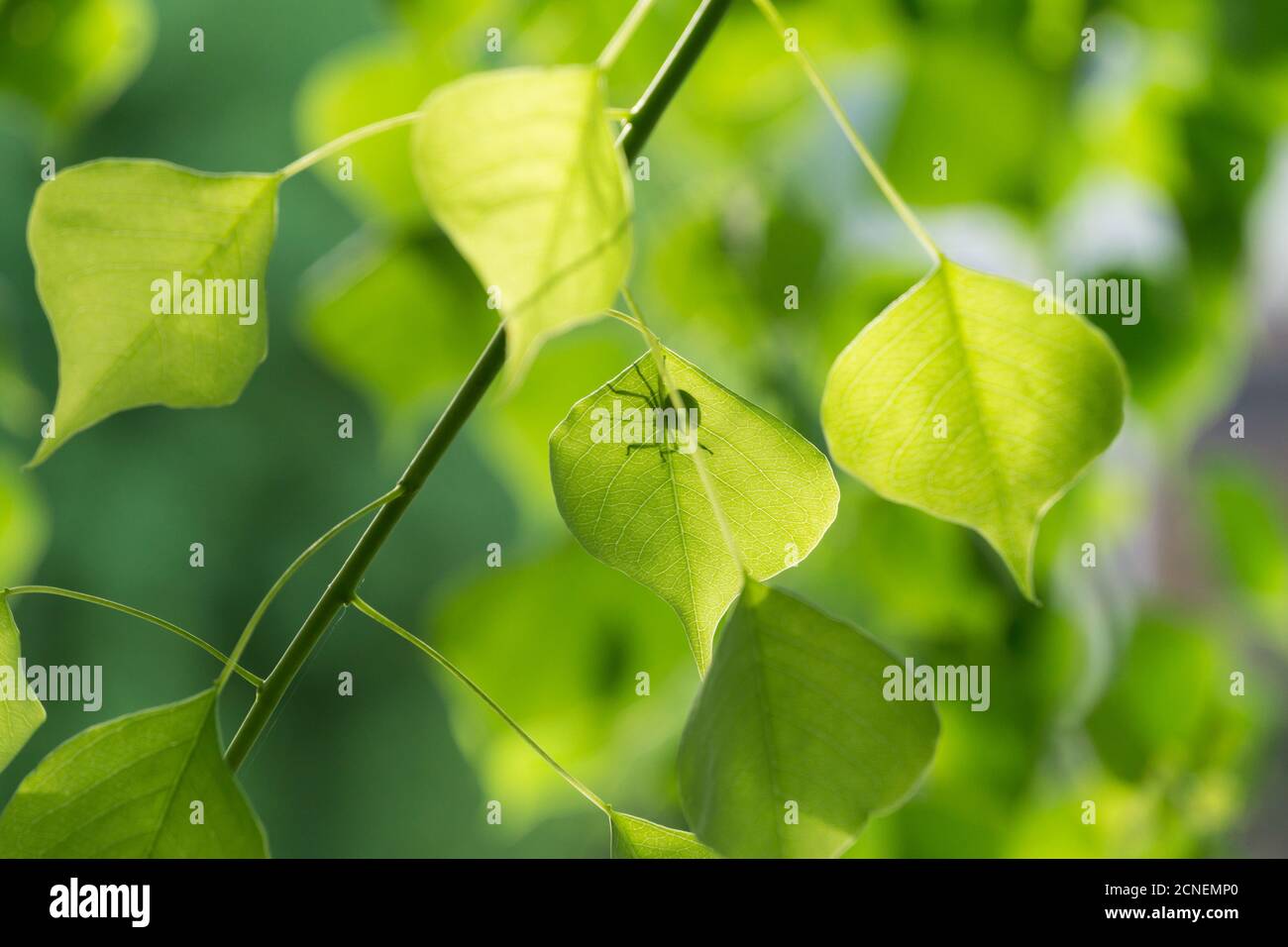 Vibrant green leaves on a Chinese Tallow tree, triadica sebifera, on a ...