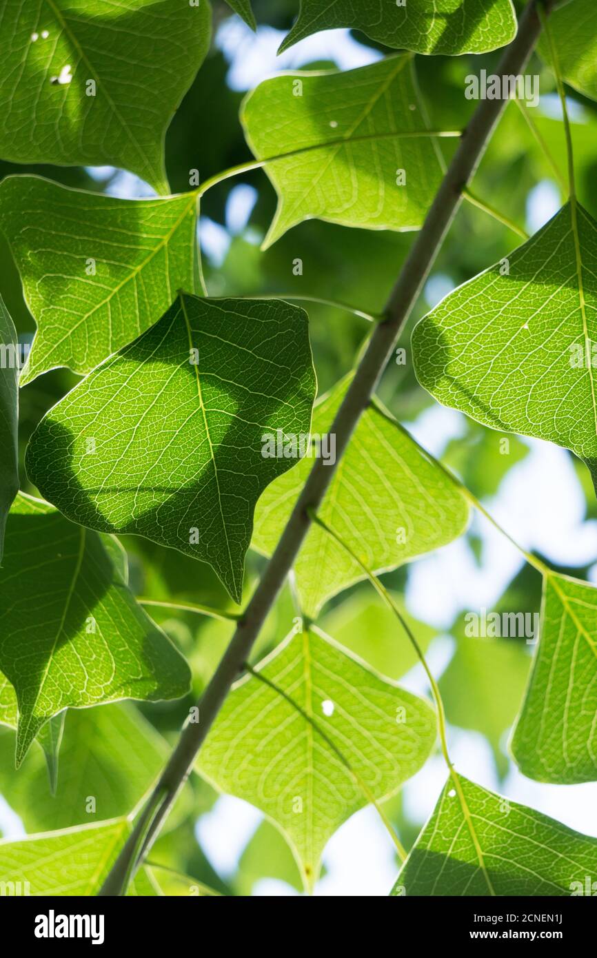 Vibrant green leaves on a Chinese Tallow tree, triadica sebifera, on a ...