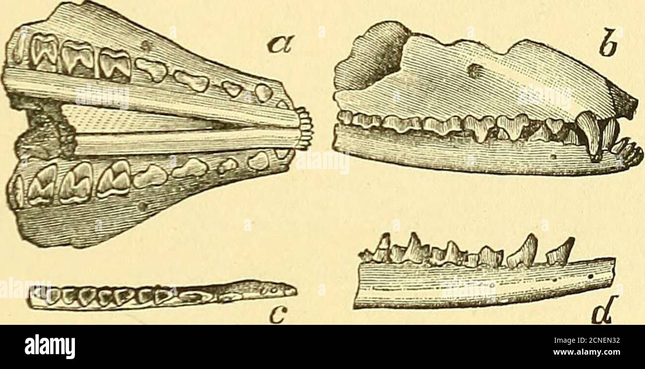 Ramus of mandible hi-res stock photography and images - Alamy